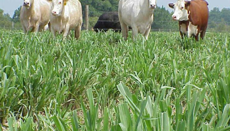 Program on Summer Annual Forages to be held in Linneus