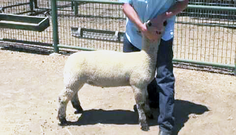 North Central Missouri Fair officials announce winners of Sheep Show
