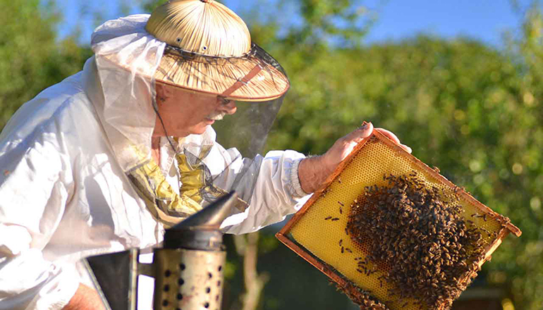 New beekeepers club to meet in Laredo