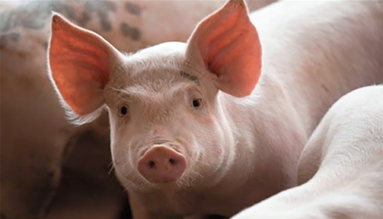 Chula Fire Department to hold whole hog supper