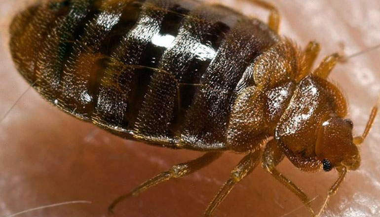 Livingston County Health Center receives several reports of bed bug ...