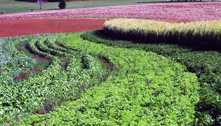 Adapt tilling and cover crop methods for better soil management