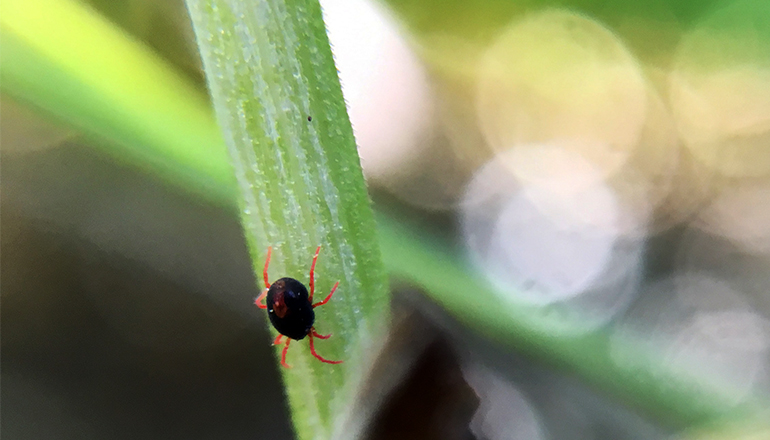 Uncommon mite shows up in southwest Missouri wheat fields