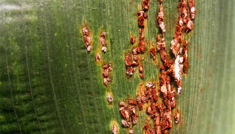 First report of southern rust in U.S. this season reported in west ...