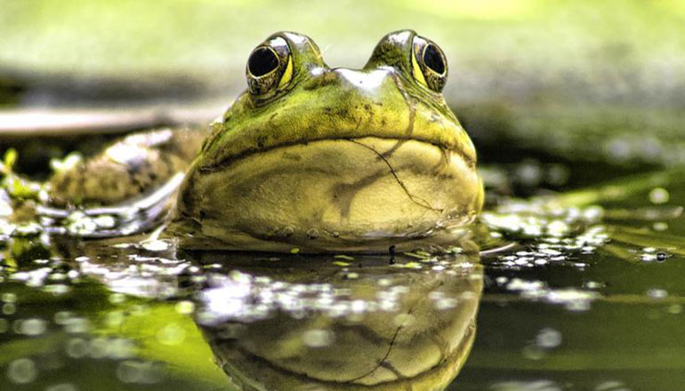 Free class on "Frogging for Beginners" to be held at Locust Creek ...