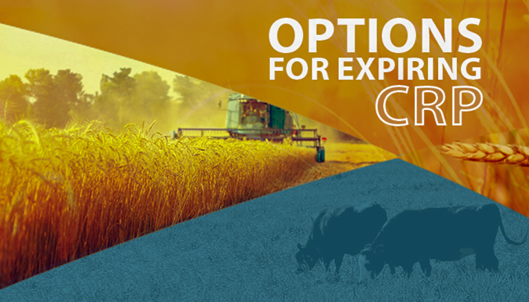 USDA offering producers options to re-enroll or extend expiring CRP ...