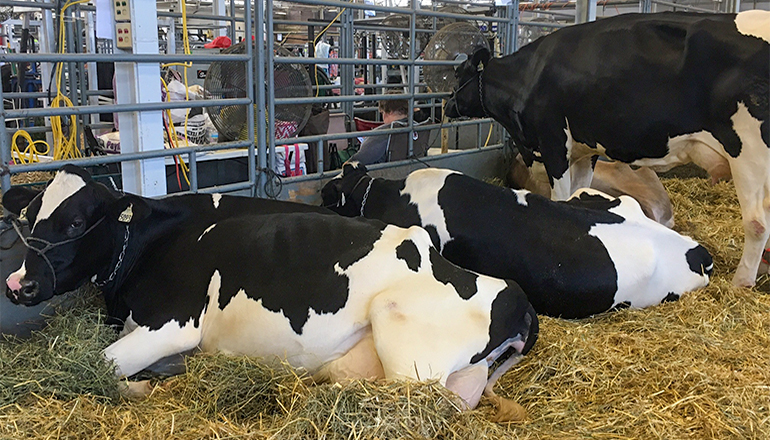 Beat the heat from farm to fair with these tips