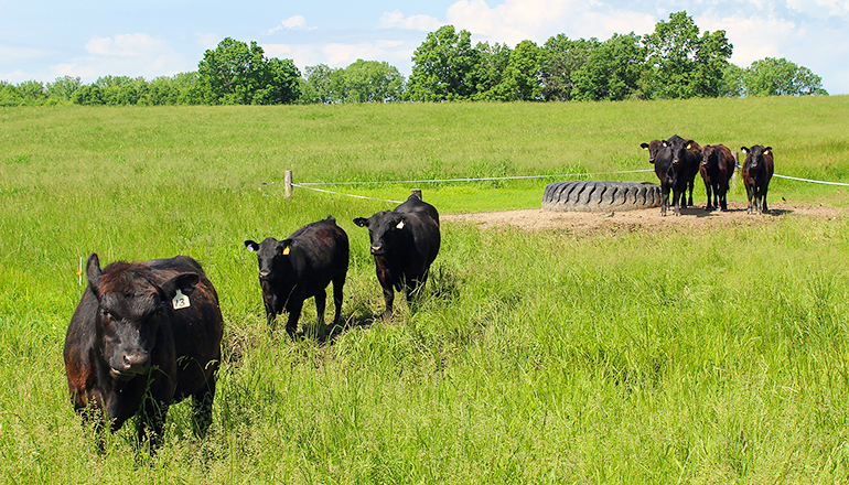 Rotational grazing benefits cattle herd