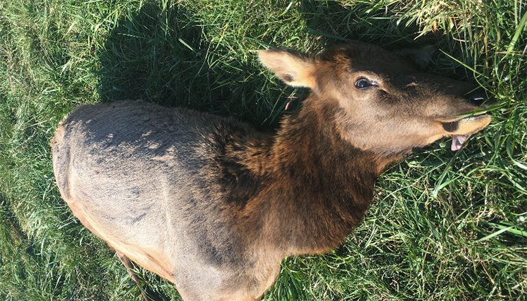 Operation Game Thief offering $20,000 reward for help with elk poaching ...