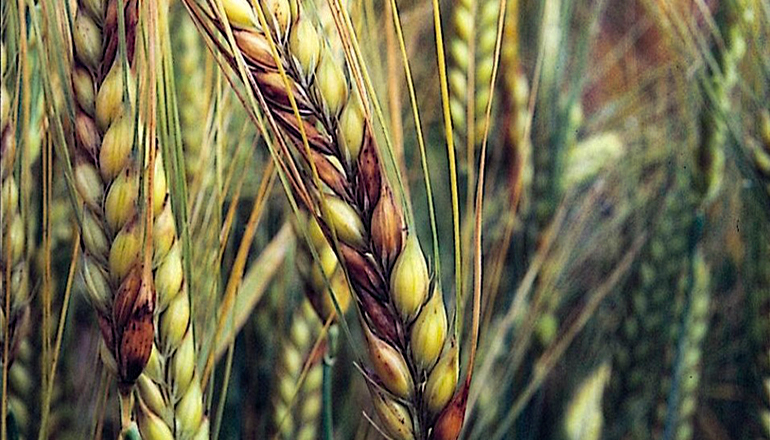 Now is the time for wheat producers to make a plan to control Fusarium ...
