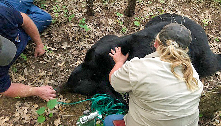 Social media star "Bruno the Bear" sedated and transported to safety