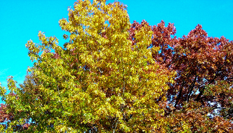 Missouri's fall foliage color show begins soon