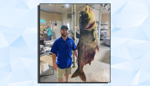 Perry County bowfisherman catches world record sized bighead carp