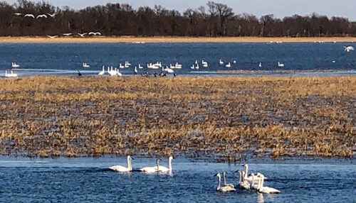 Swan Lake National Wildlife Refuge opening Saturday, March 5