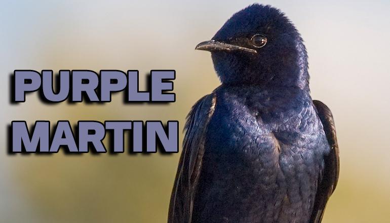 Bird enthusiasts to gather for a special program on Purple Martins