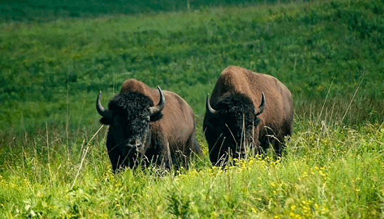 Enjoy a bison tour and more at Dunn Ranch Prairie Day near Bethany