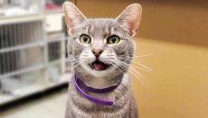 Nine-year-old shelter cat Barney finds forever home in Missouri after ...