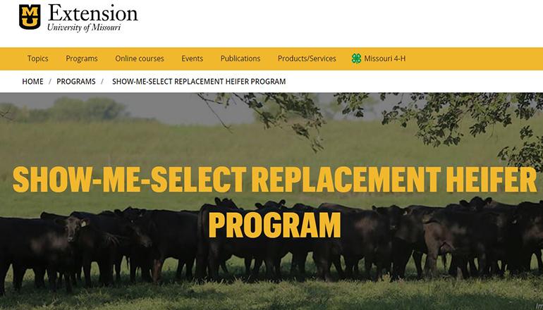 MU Extension introduces DNA testing for heifer program