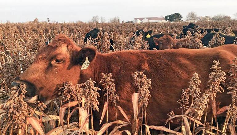 How standing milo became a game-changer for cattle grazing