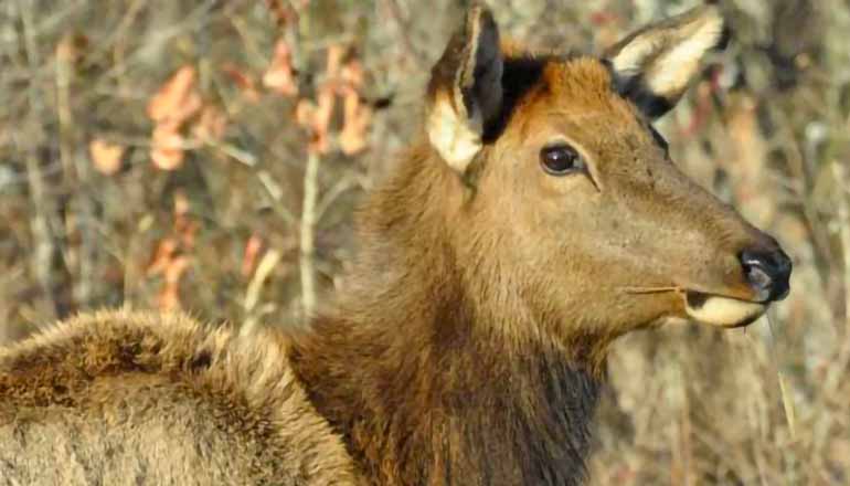 Elk hunting in Missouri may expand, public comments requested