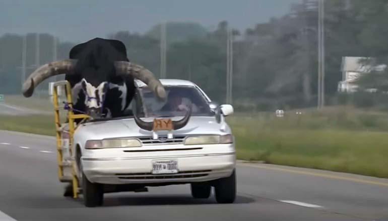 Officers stop car with 2,200-pound bull riding shotgun in Nebraska