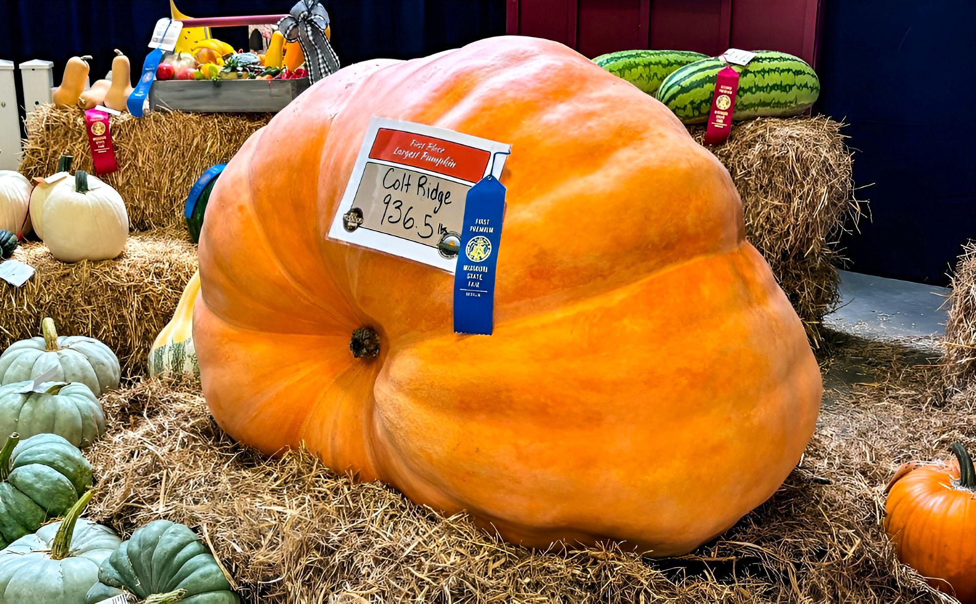 Record-breaking pumpkin grown by Grant City man wins blue ribbon at ...