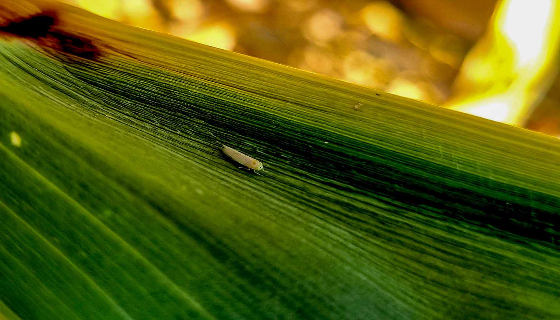 First case of corn stunt disease confirmed in Missouri corn crops