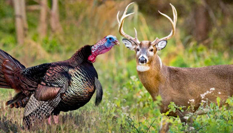 MDC announces changes for deer and turkey hunters in fall 2024 season