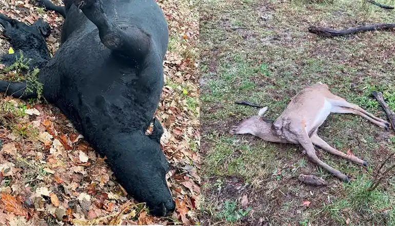 Poaching in Macon County leaves cow, calf, and deer killed in pasture
