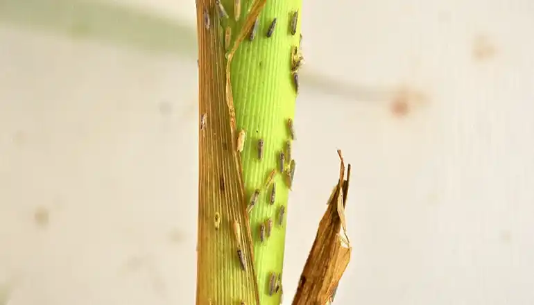 Free MU Extension guide shows how to identify corn leafhopper damage