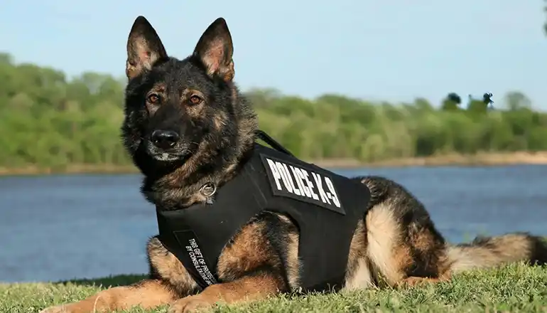 K9 Zlatyi of Brookfield police gets body armor from K9s nonprofit